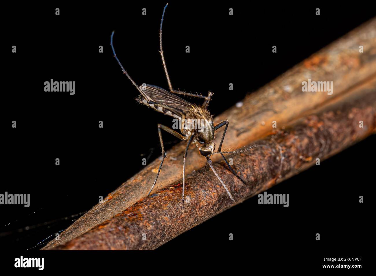 Adult Female Culicine Mosquito of the Species Aedes scapularis Stock ...