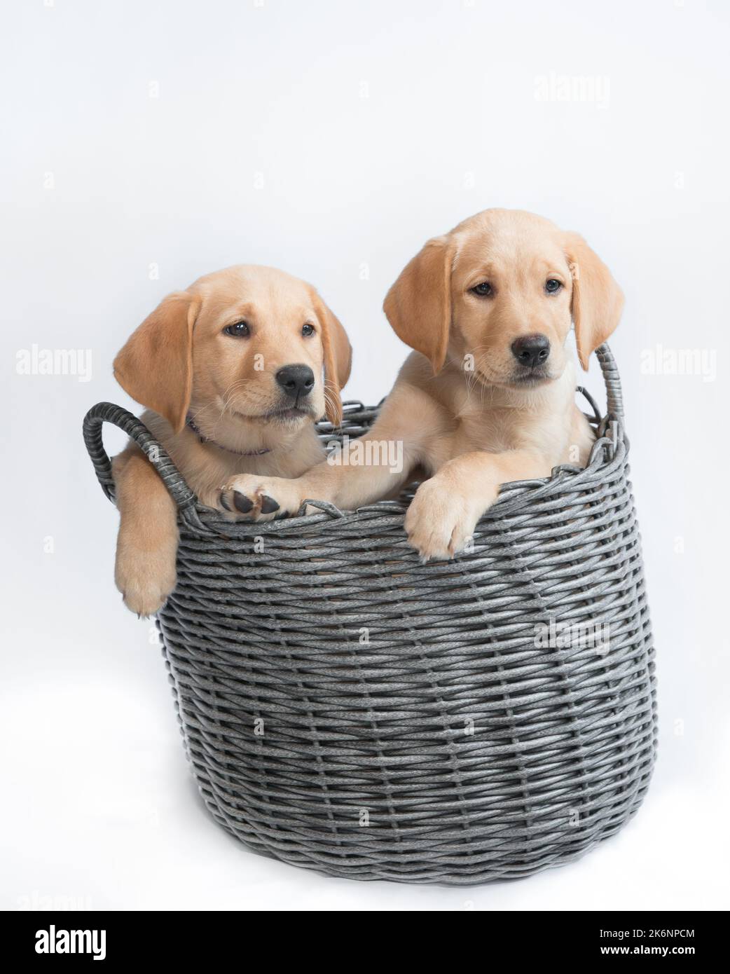 Labrador puppy dog's in wicker basket Stock Photo - Alamy
