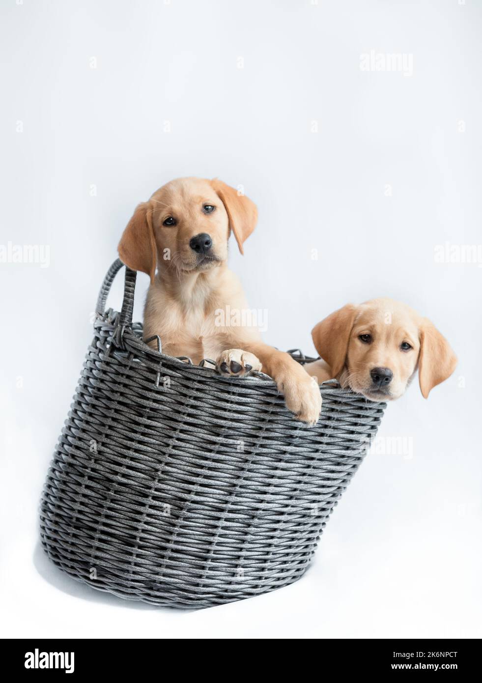 Labrador retriever puppy in basket hi-res stock photography and images ...