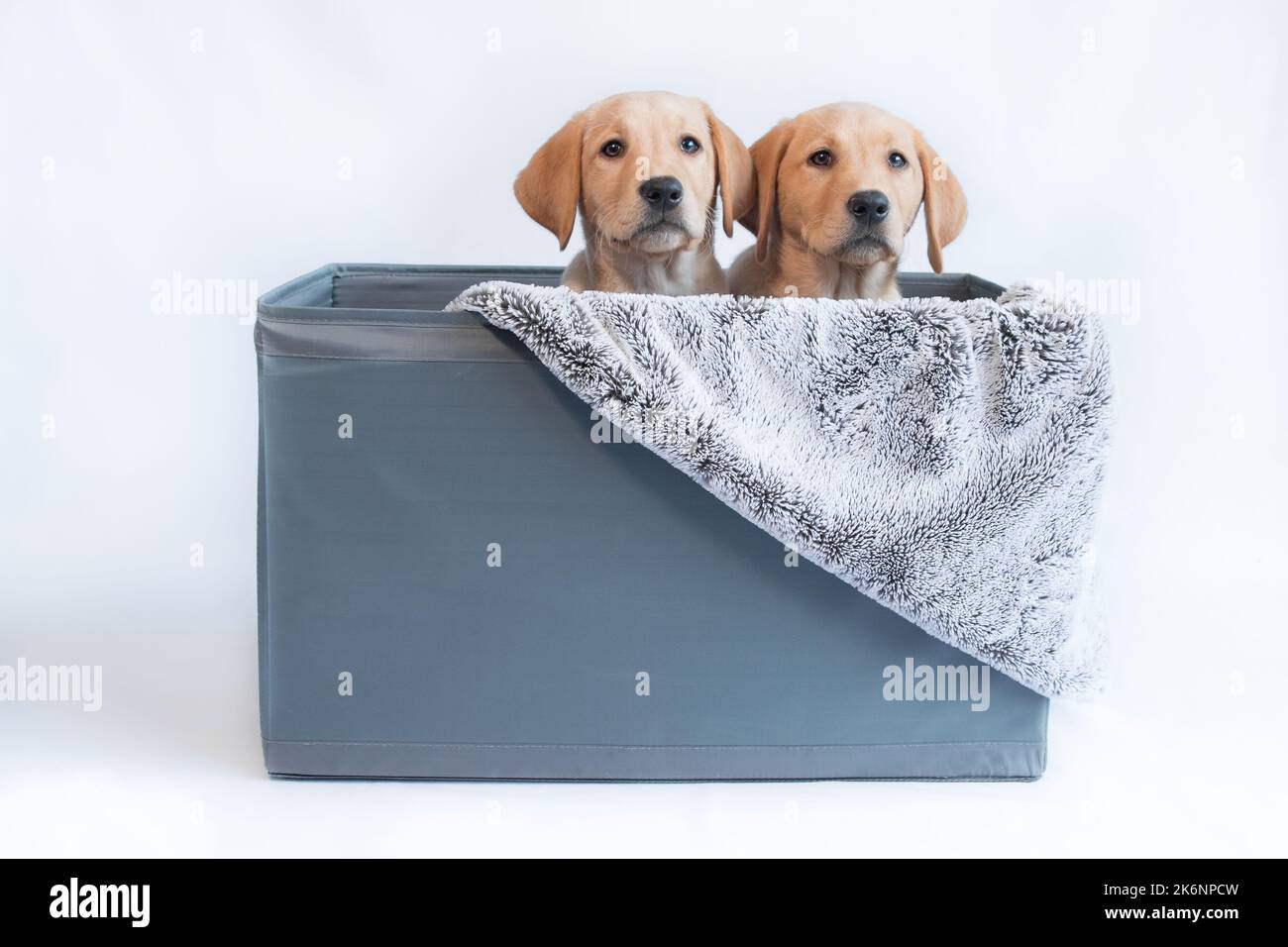 Labrador puppy dog's in container with throw Stock Photo - Alamy