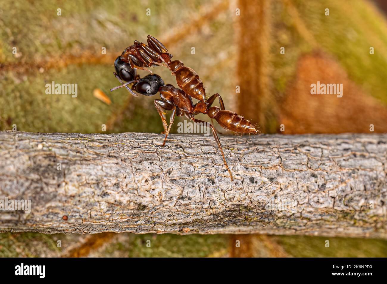 Adult Female Twig Ant of the Genus Pseudomyrmex carrying another ant of ...