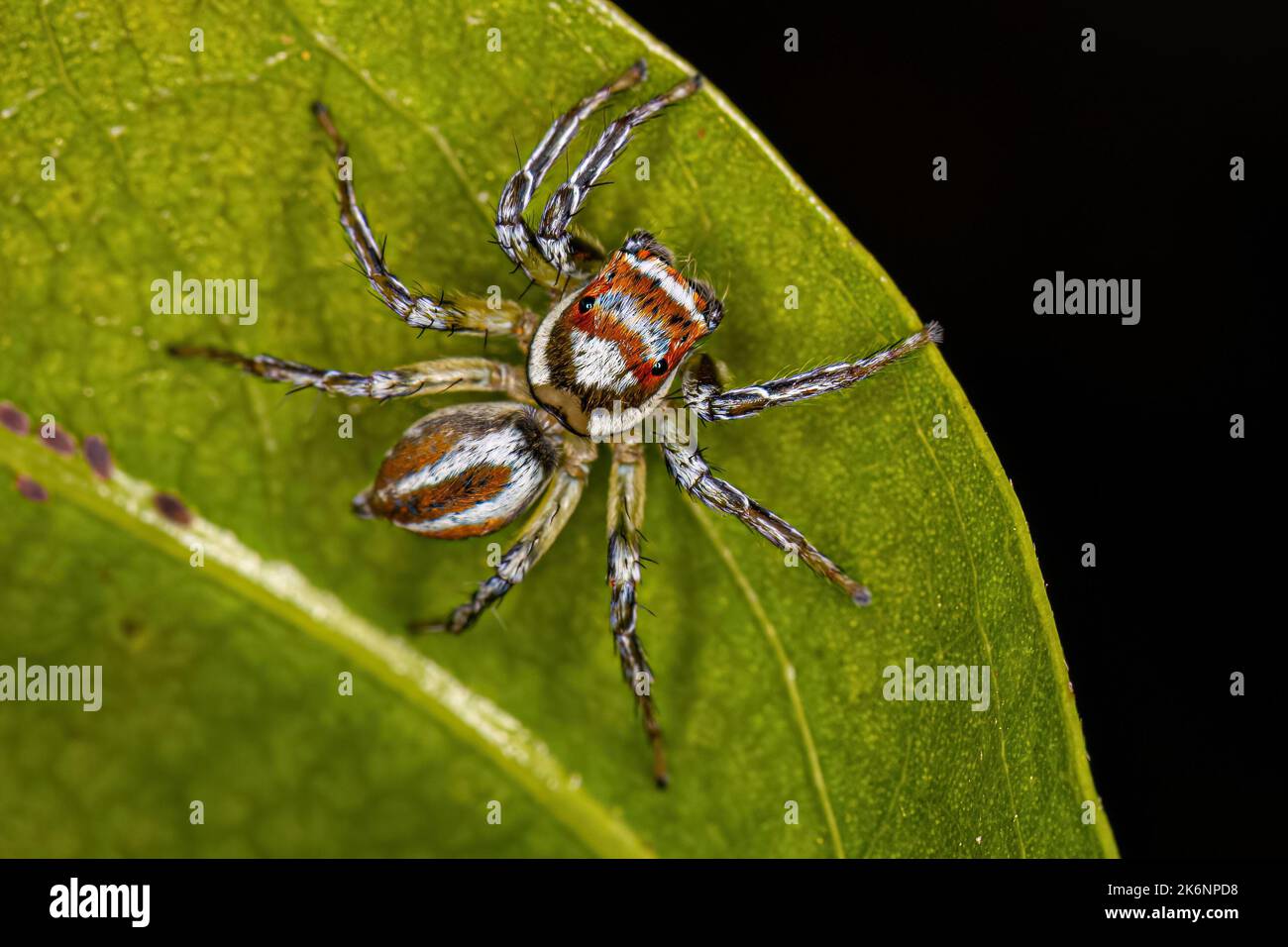 Adult Female Jumping Spider of the Genus Chira Stock Photo - Alamy