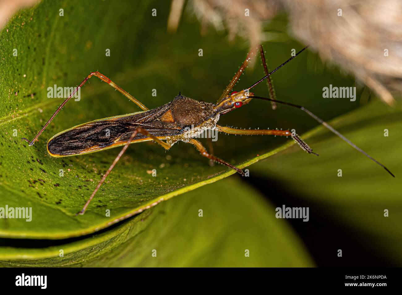 Adult Assassin Bug of the Genus Zelus Stock Photo - Alamy