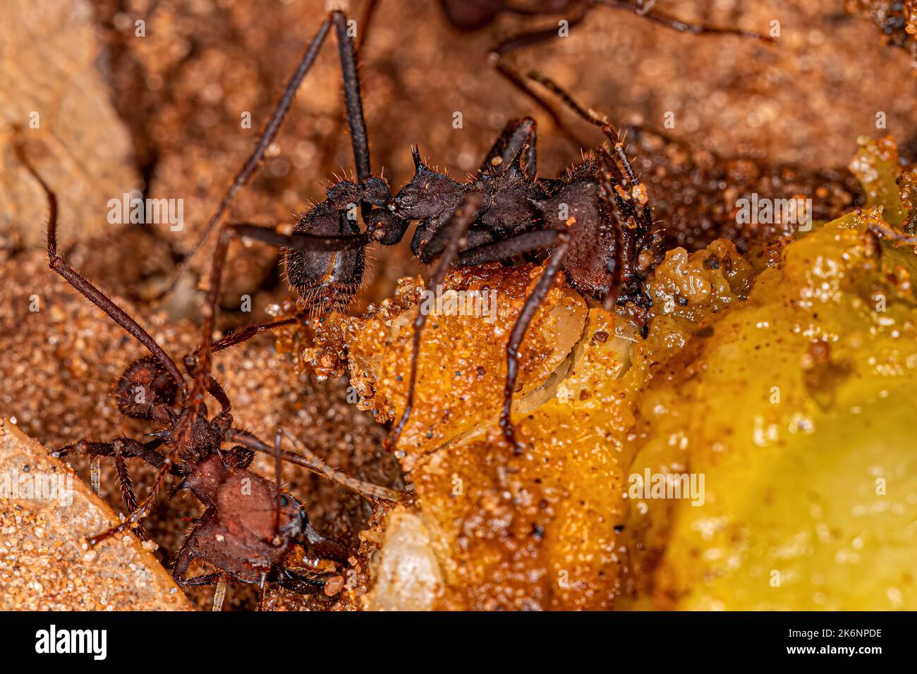 Adult Atta Leaf-cutter Ants of the Genus Atta eating leftover mamgaba ...