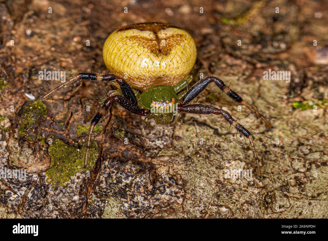 Adult Female Pelargonium Flower Spider of the Genus Synema Stock Photo ...