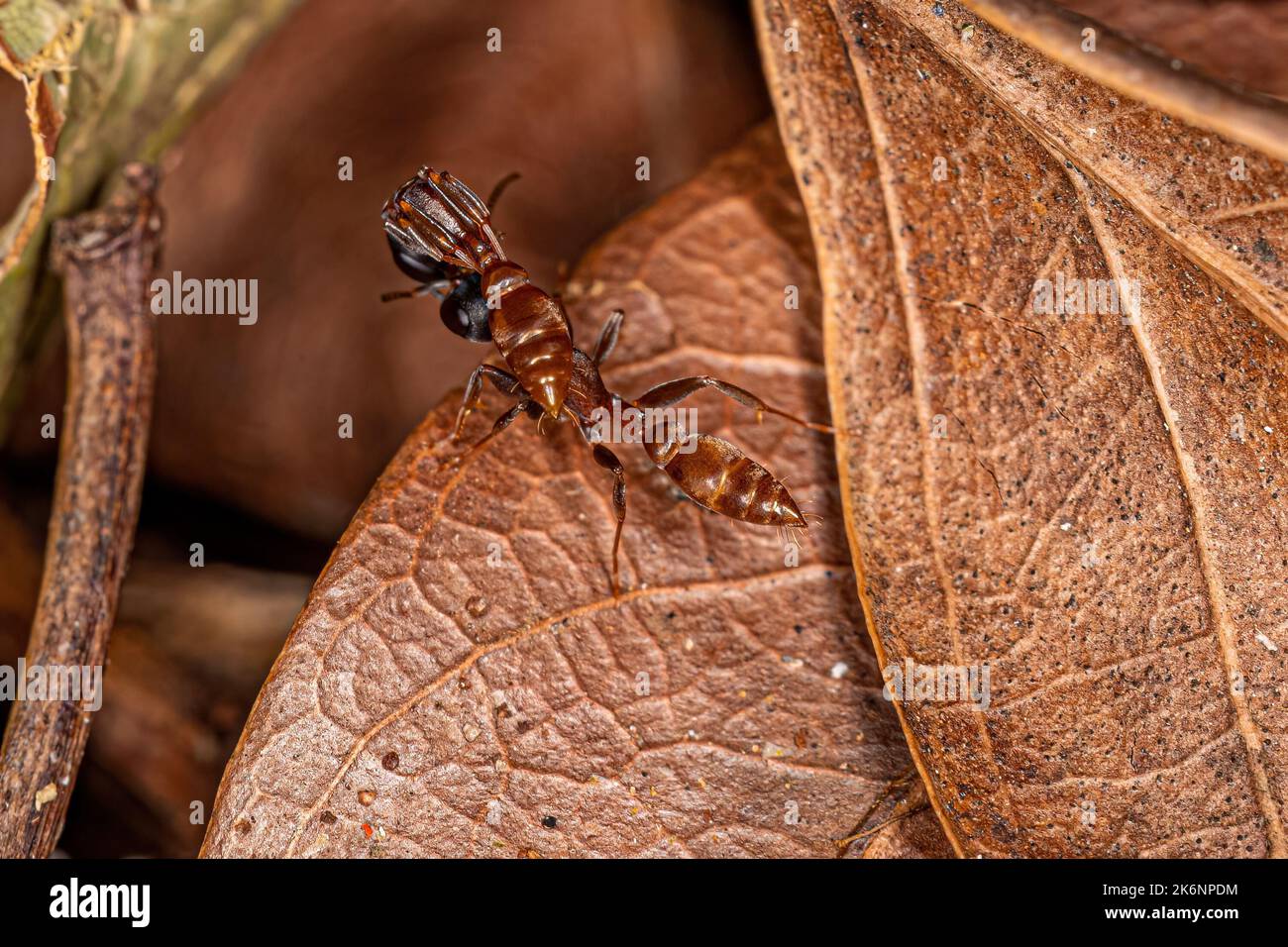 Adult Female Twig Ant of the Genus Pseudomyrmex carrying another ant of ...