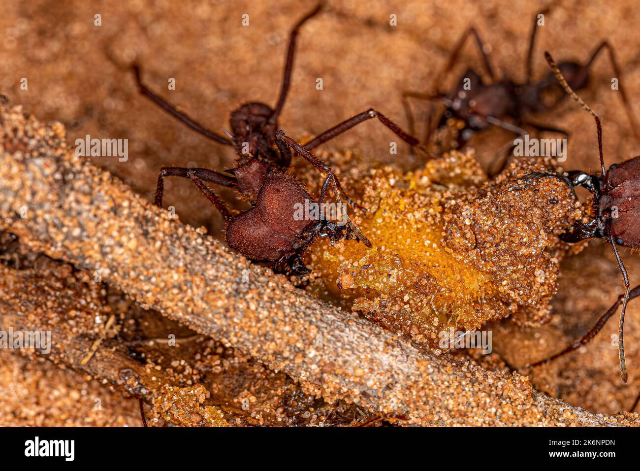 Adult Atta Leaf-cutter Ants of the Genus Atta eating leftover mamgaba ...