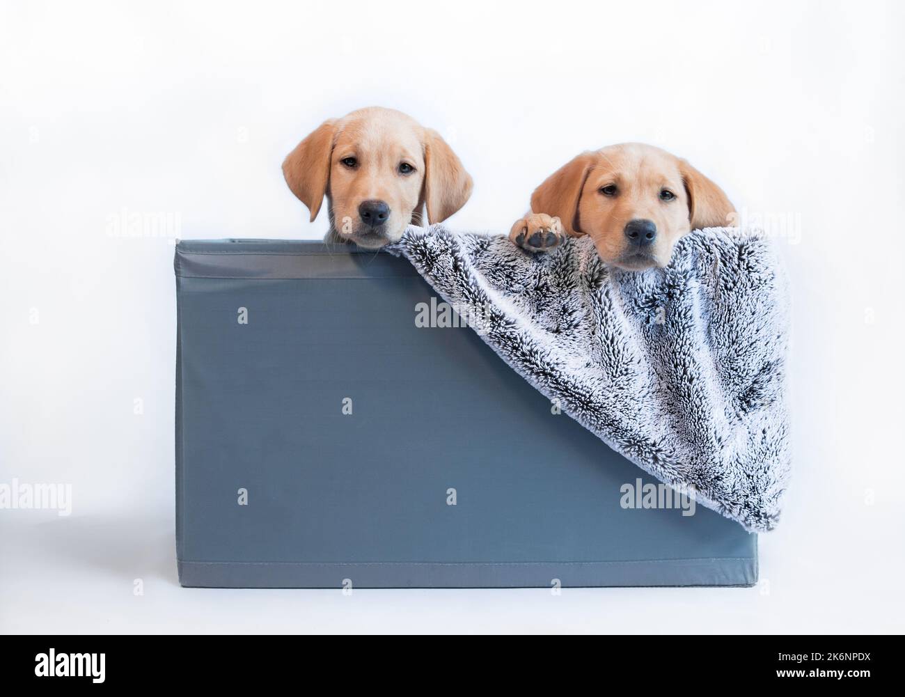 Labrador puppy dog's in container with throw Stock Photo - Alamy