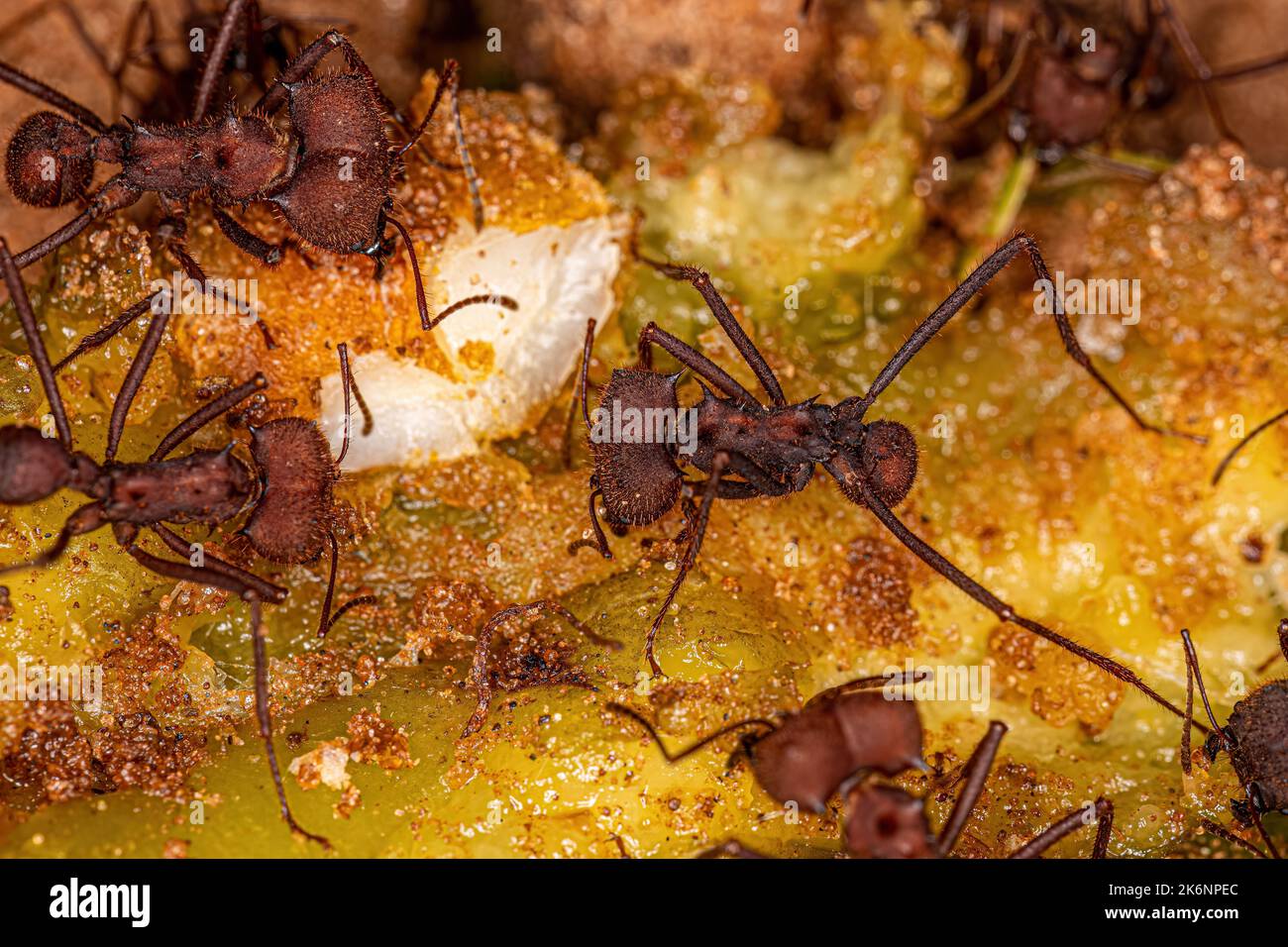 Adult Atta Leaf-cutter Ants of the Genus Atta eating leftover mamgaba ...