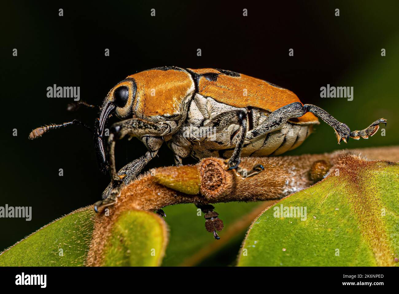 Cholus annulatus hi-res stock photography and images - Alamy