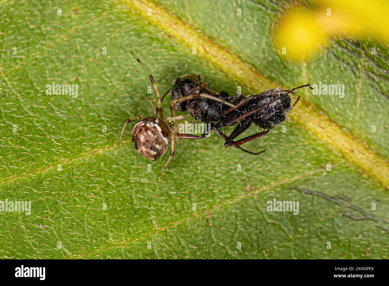 Small Entelegyne Spider of the Infraorder Entelegynae preying on an ant ...