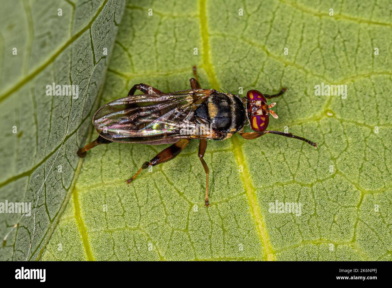 Adult Acalyptrate Fly of the Family Richardiidae Stock Photo - Alamy