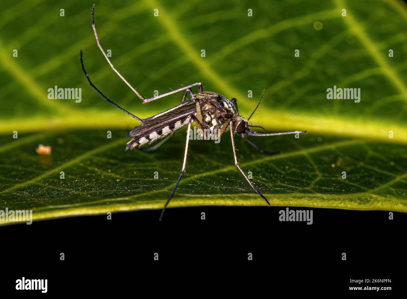 Adult Female Culicine Mosquito of the Species Aedes scapularis Stock ...