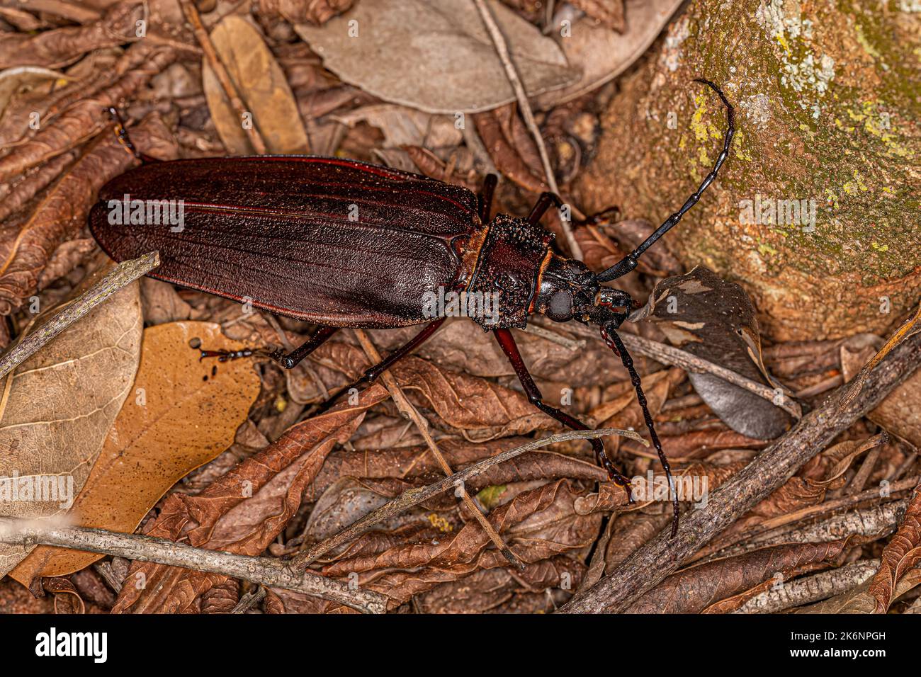 Adult Giant Prionid Beetle of the genus Ctenoscelis Stock Photo - Alamy