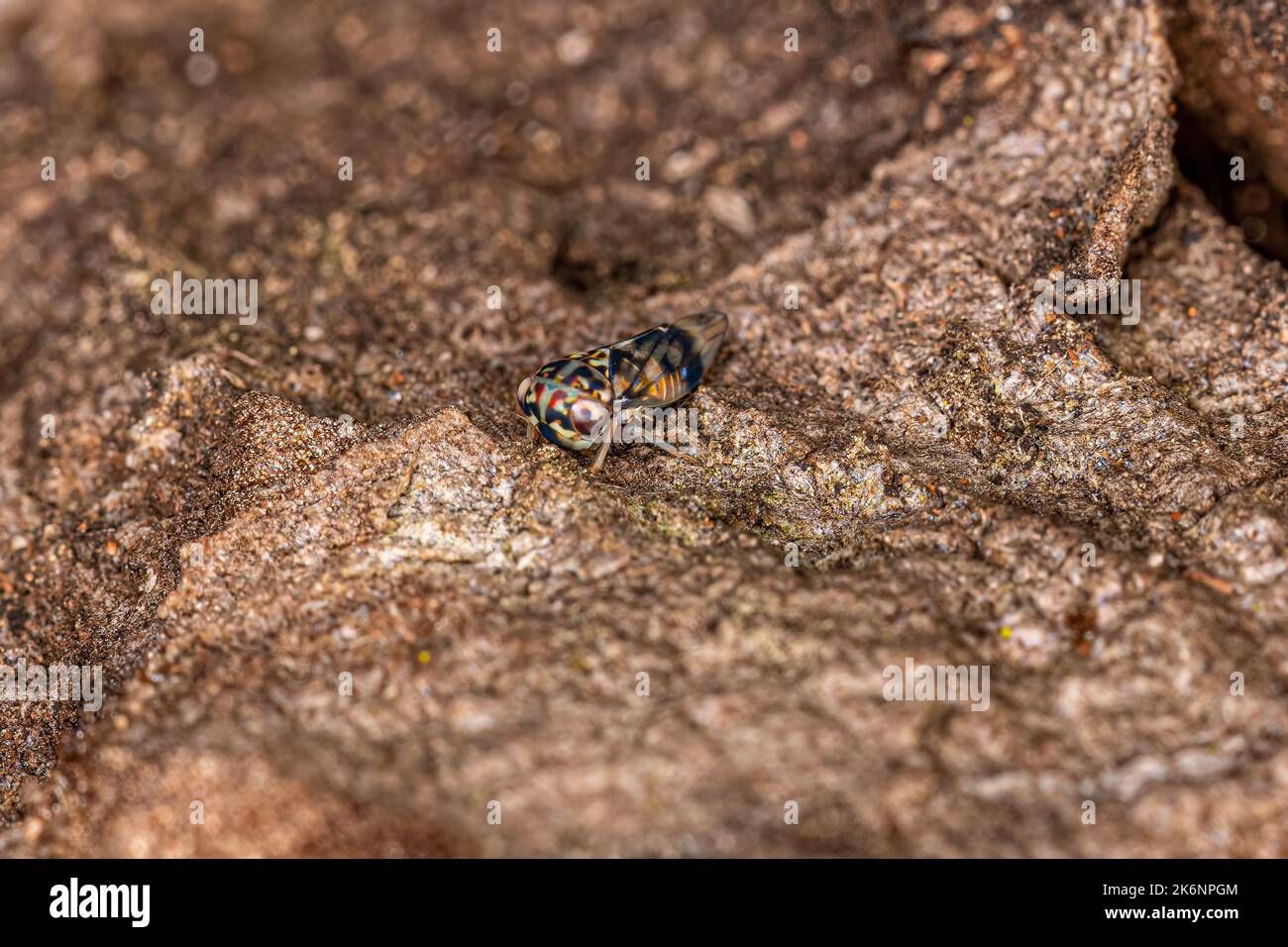 Adult Sharpshooter Insect of the Family Cicadellidae Stock Photo - Alamy