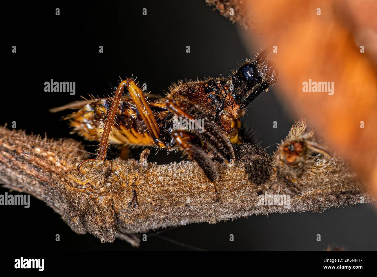 Adult Bee Assassin Bug of the Genus Apiomerus Stock Photo - Alamy