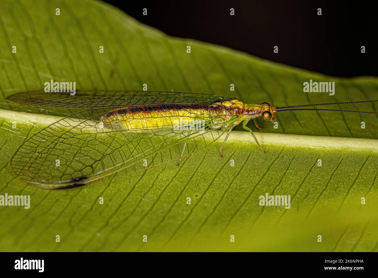 Adult Typical Green Lacewing of the genus Leucochrysa Stock Photo - Alamy