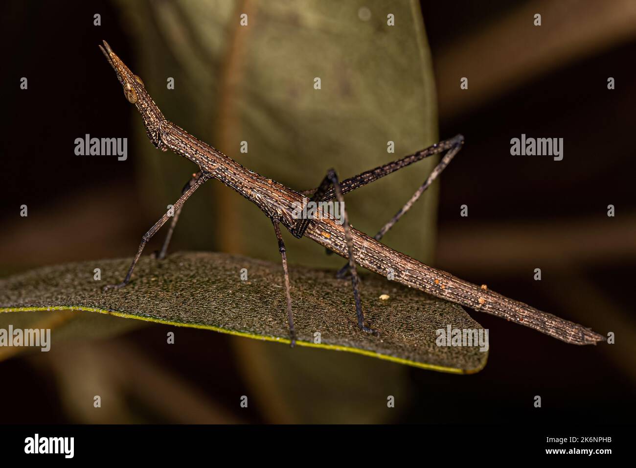 Neotropical Stick Grasshopper of the Family Proscopiidae Stock Photo ...