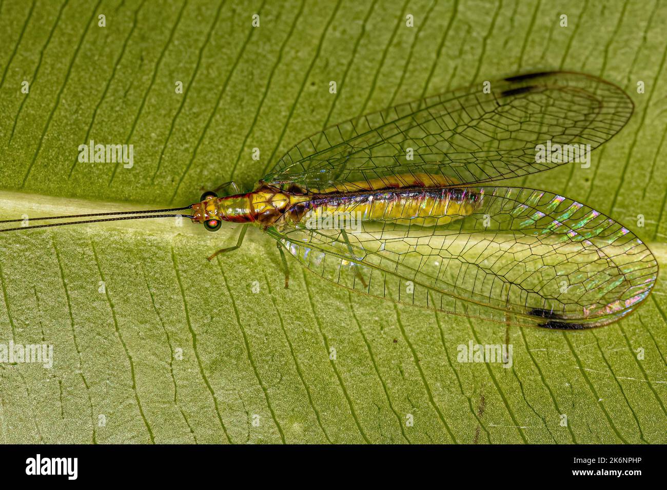 Leucochrysa hi-res stock photography and images - Alamy