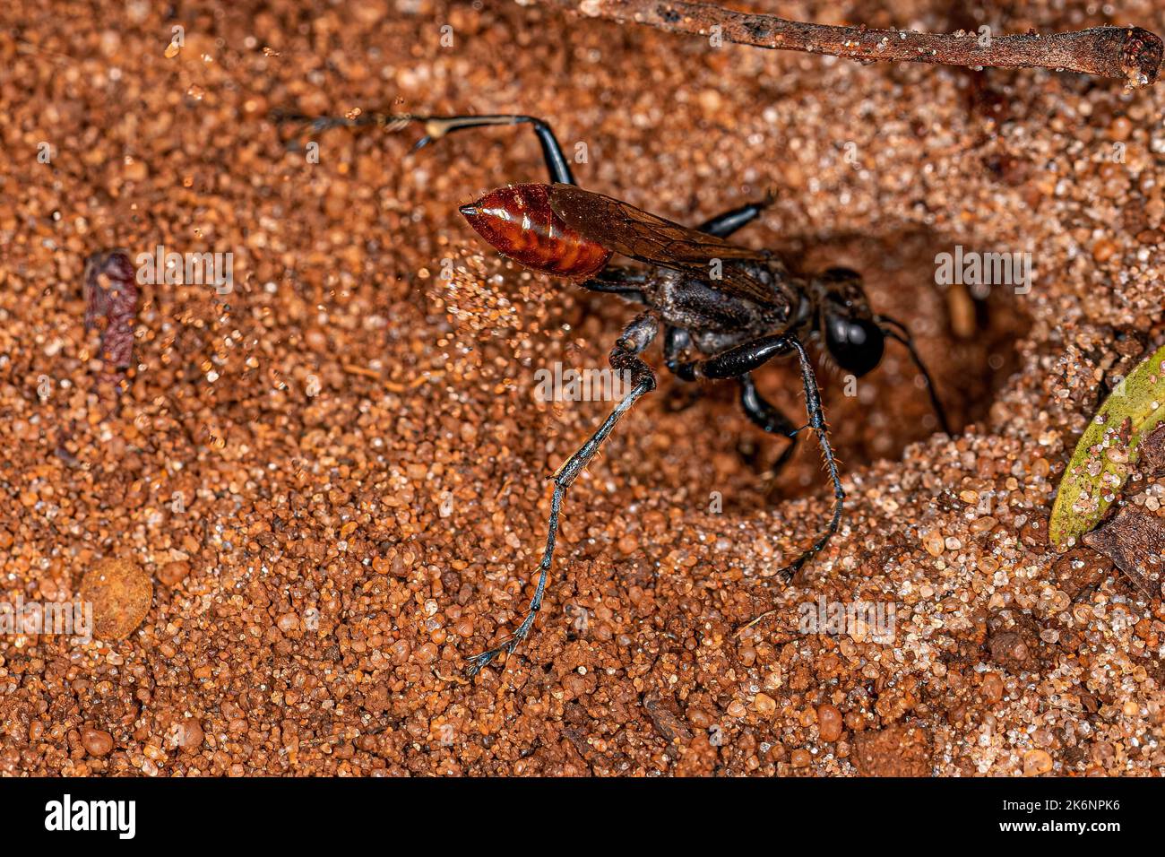 Adult Thread-waisted Wasp of the Genus Prionyx digging a hole in the ...