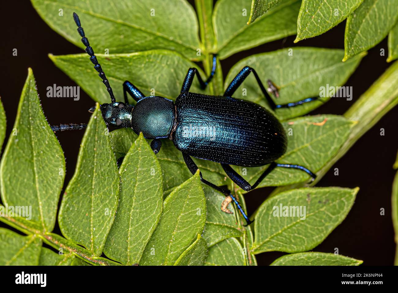 Adult Comb-clawed Darkling Beetle of the Subtribe Xystropodina Stock ...