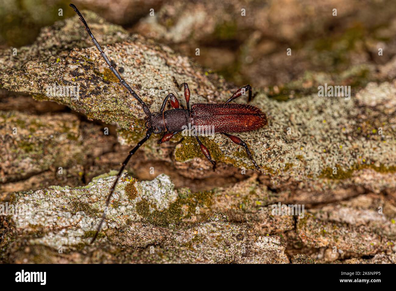 Typical longhorn beetles hi-res stock photography and images - Alamy