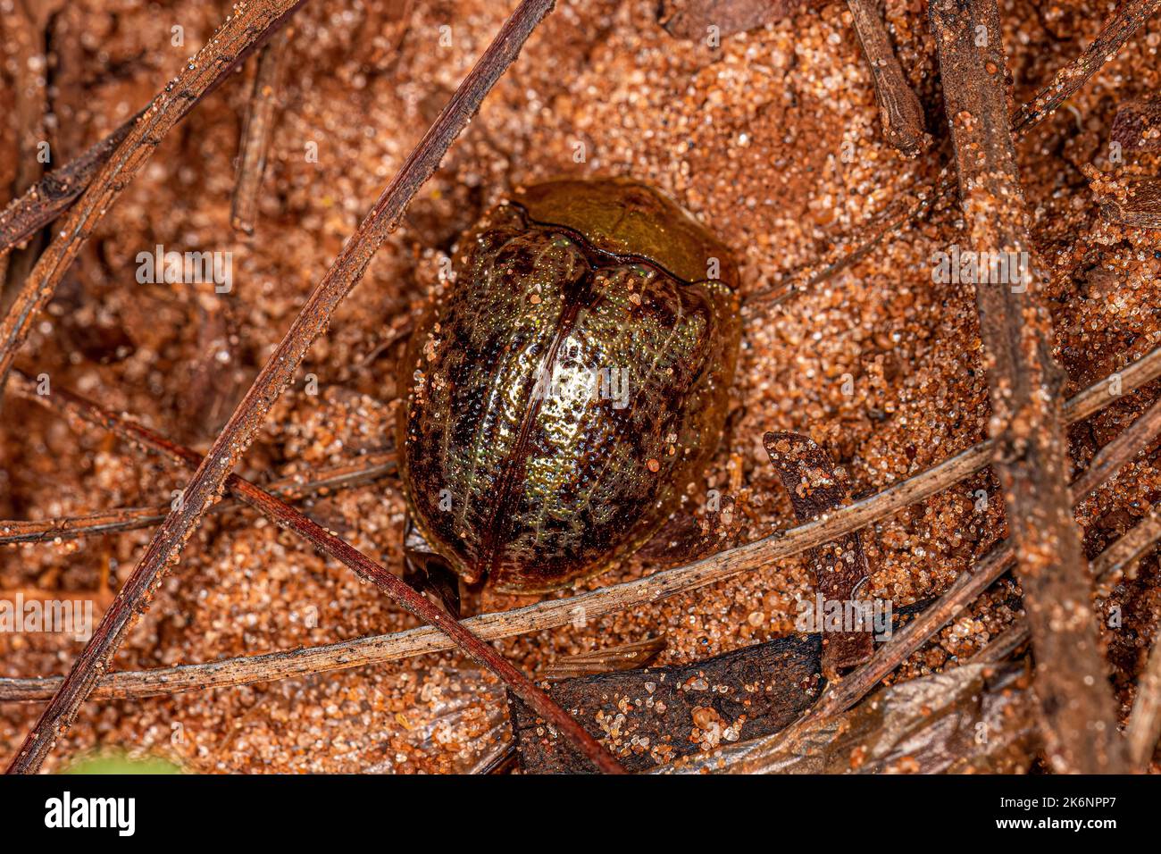 Adult Tortoise Beetle of the Genus Hybosa Stock Photo - Alamy