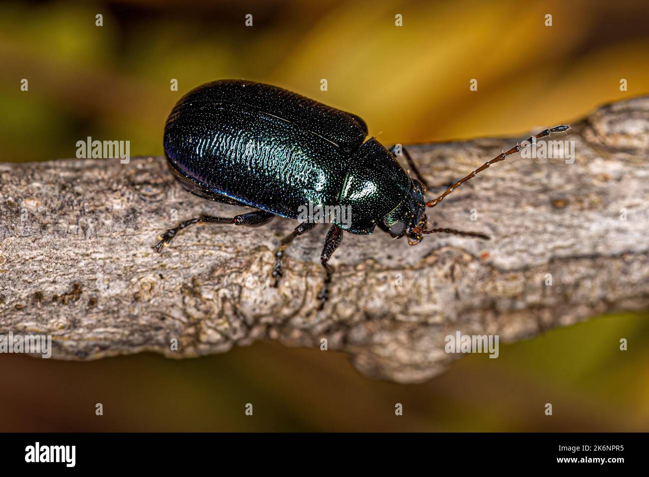 Adult Leaf Beetle of the Subfamily Eumolpinae Stock Photo - Alamy