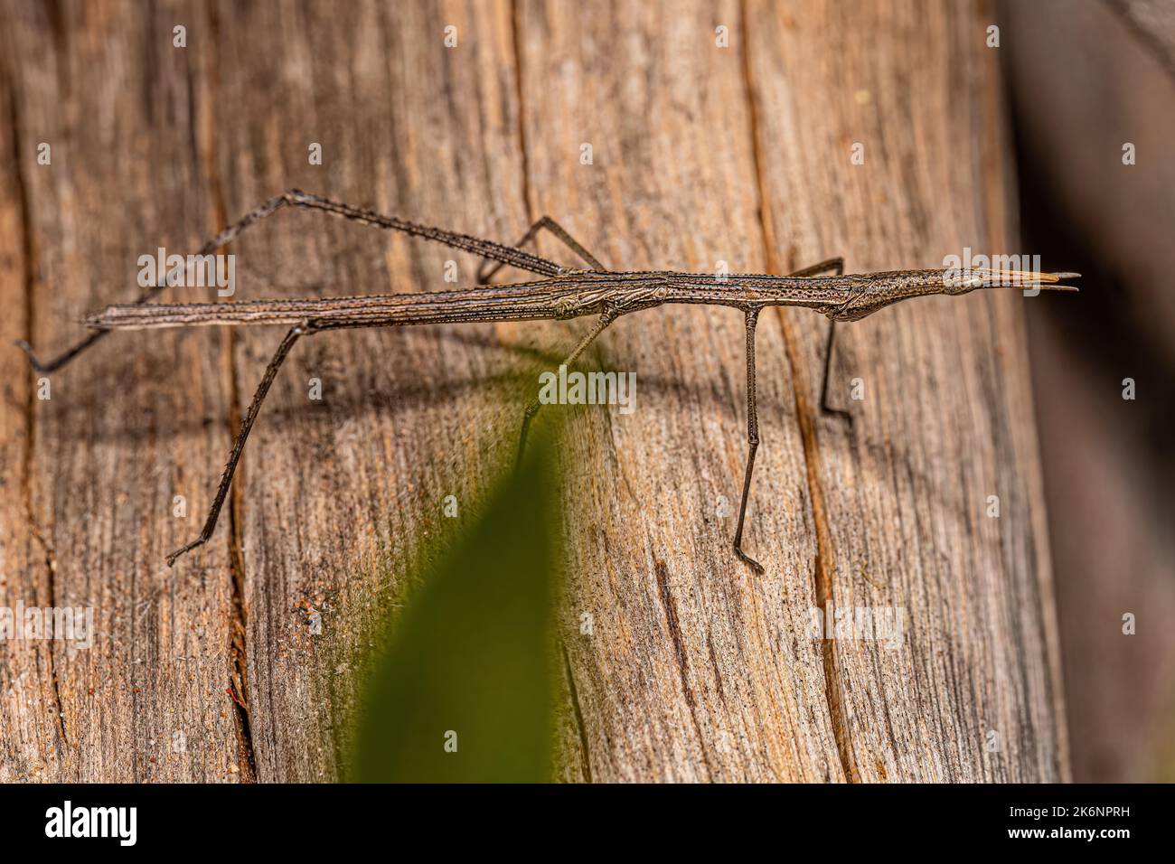 Neotropical Stick Grasshopper of the Family Proscopiidae Stock Photo ...
