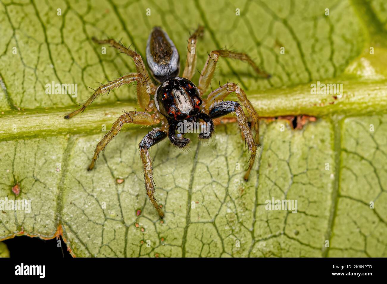 Adult Male Jumping Spider of the Genus Chira Stock Photo - Alamy