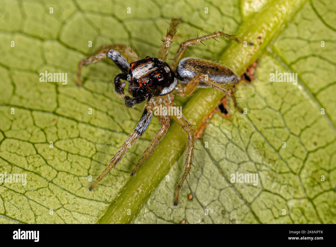 Adult Male Jumping Spider of the Genus Chira Stock Photo - Alamy
