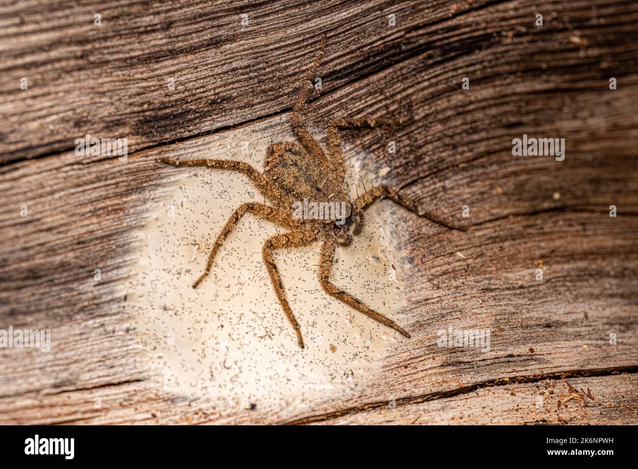 Small Crescent-eyed Spider of the Genus Selenops Stock Photo - Alamy