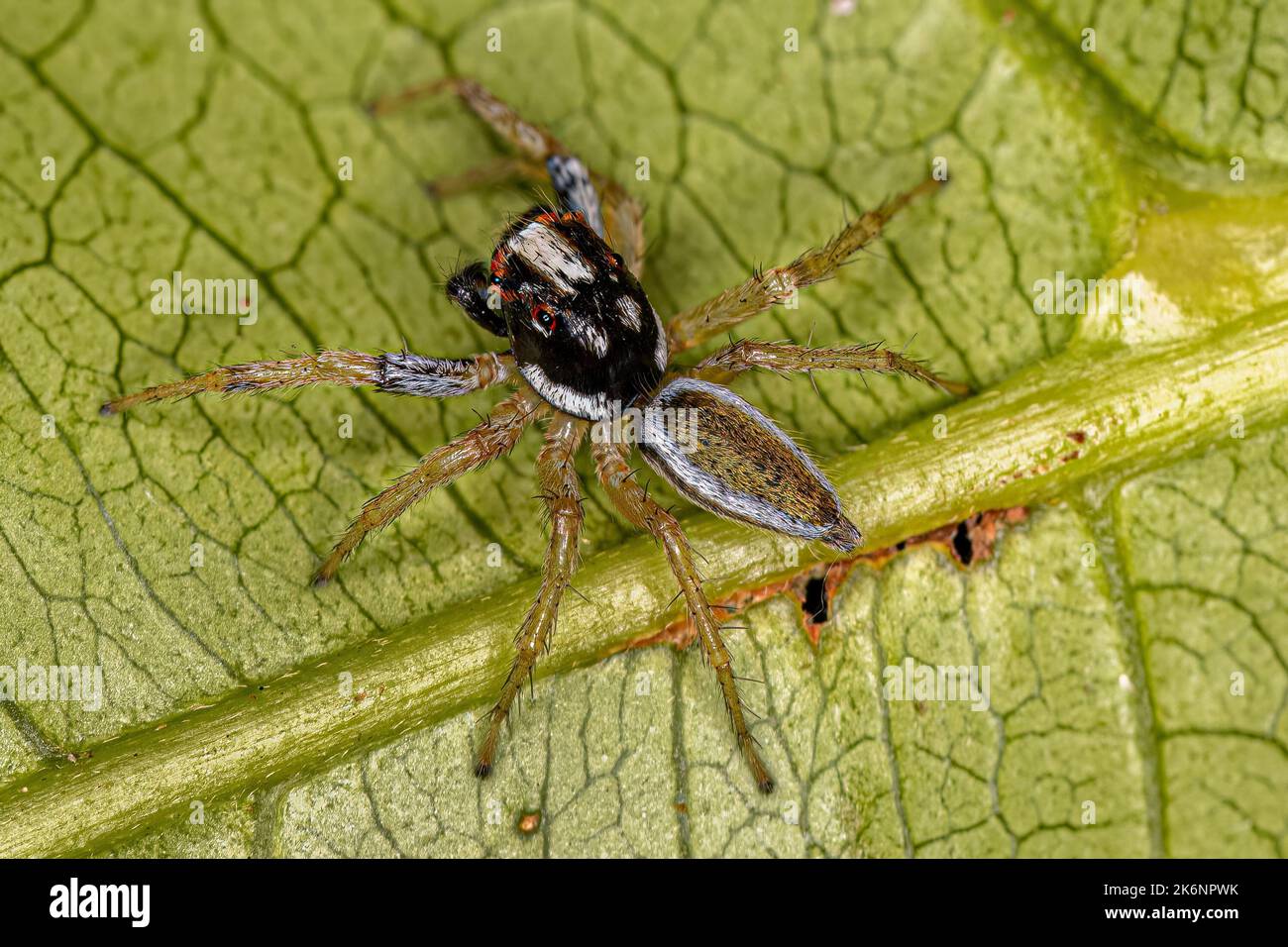 Adult Male Jumping Spider of the Genus Chira Stock Photo - Alamy