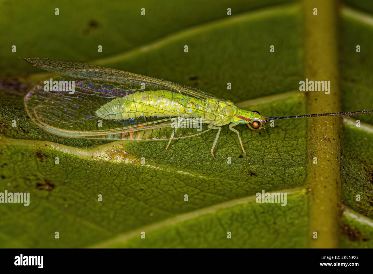 Adult Typical Green Lacewing of the Genus Ceraeochrysa Stock Photo - Alamy