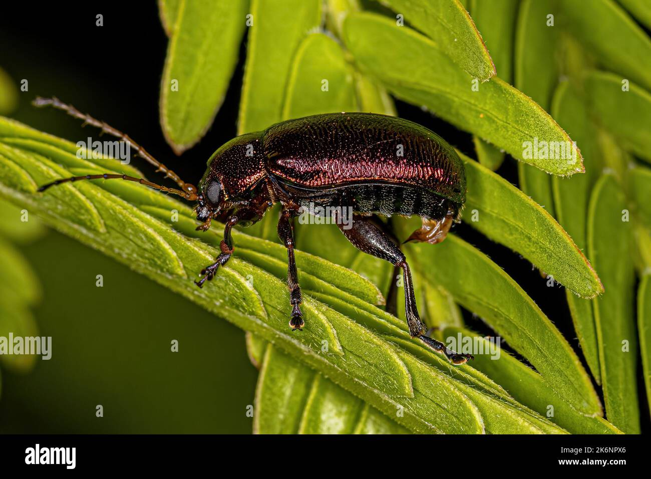 Adult Leaf Beetle of the Subfamily Eumolpinae Stock Photo - Alamy