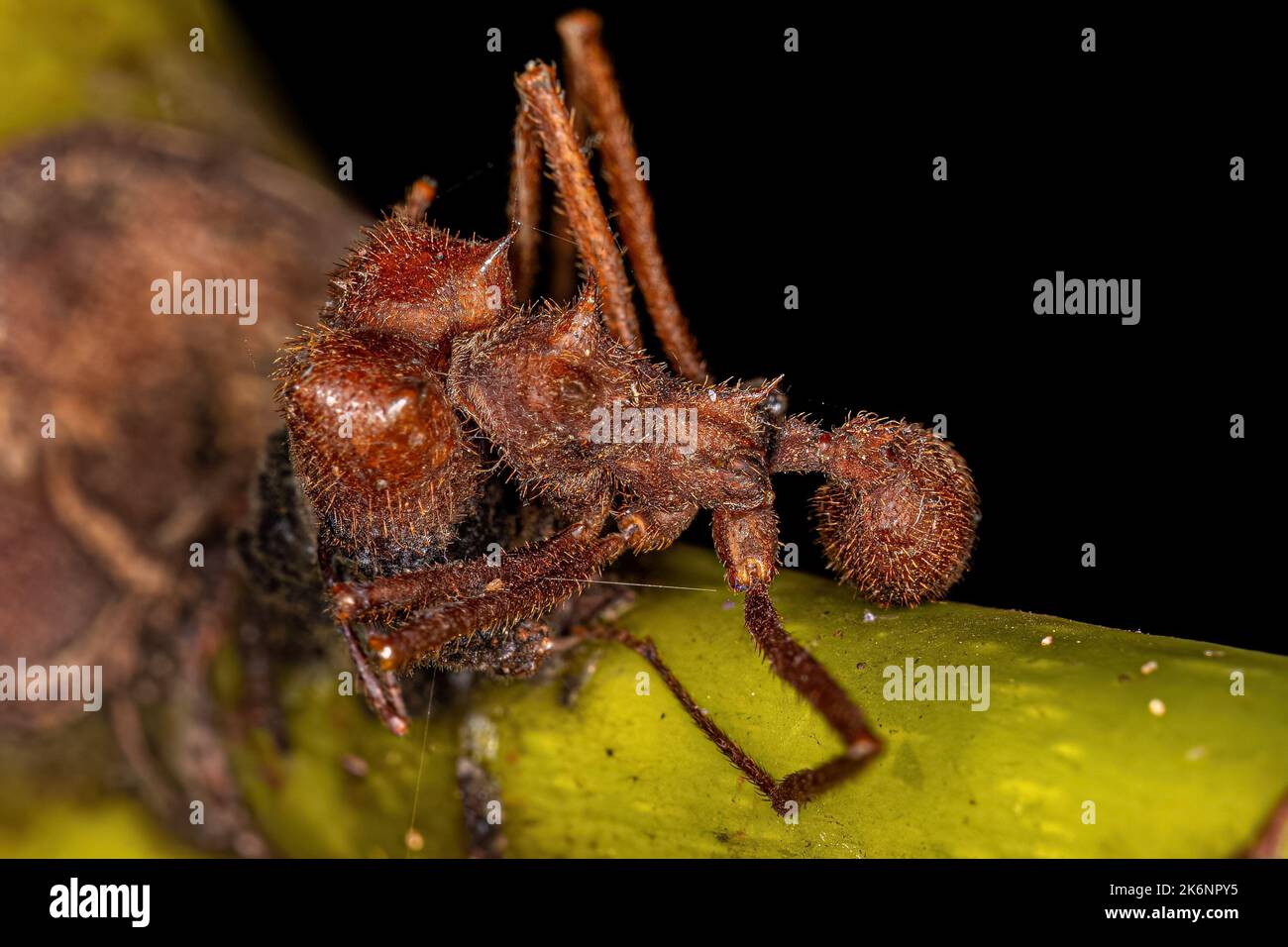 Dead Adult Atta Leaf-cutter Ant of the Genus Atta killed by zombie ...