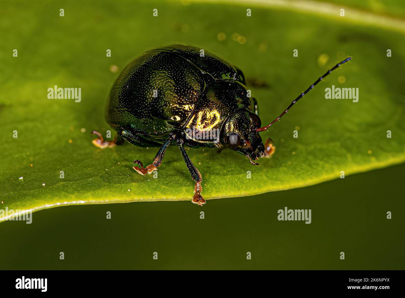 Adult Leaf Beetle of the Subfamily Eumolpinae Stock Photo - Alamy