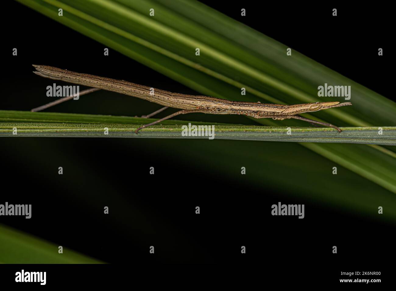 Neotropical Stick Grasshopper of the Family Proscopiidae Stock Photo ...