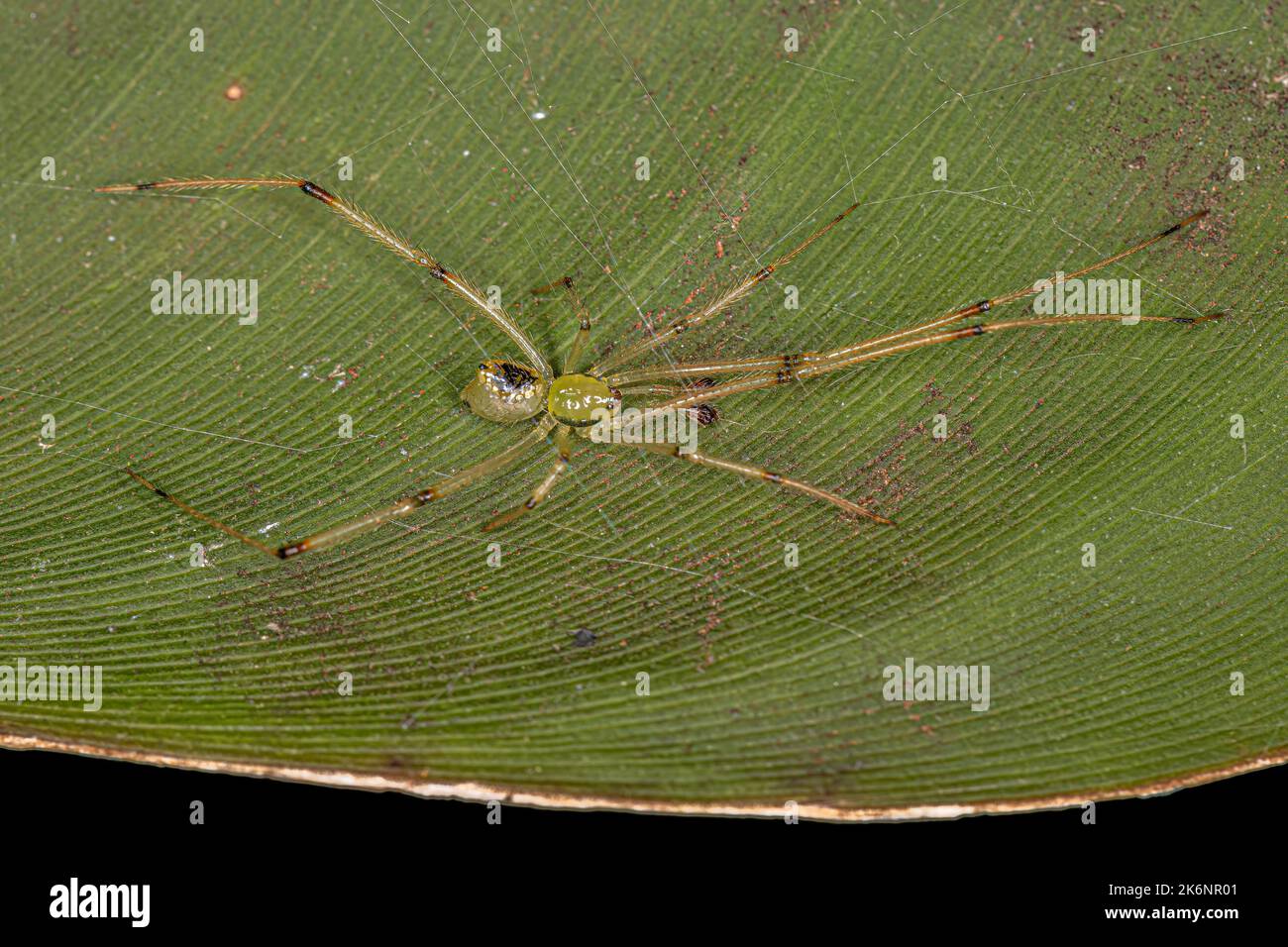Small Male Mirror-ball Spider of the Genus Thwaitesia Stock Photo - Alamy