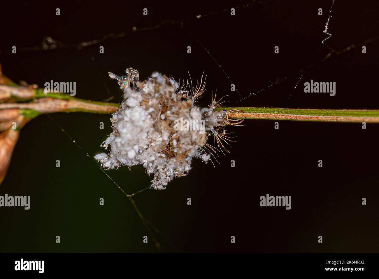 Green Lacewing Larva of the Family Chrysopidae Stock Photo - Alamy