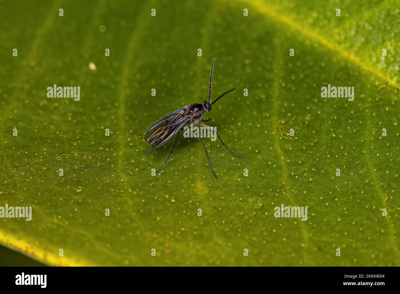 Adult Dark-winged Fungus Gnat of the Family Sciaridae Stock Photo - Alamy