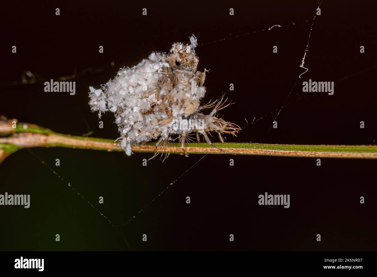 Green Lacewing Larva of the Family Chrysopidae Stock Photo - Alamy