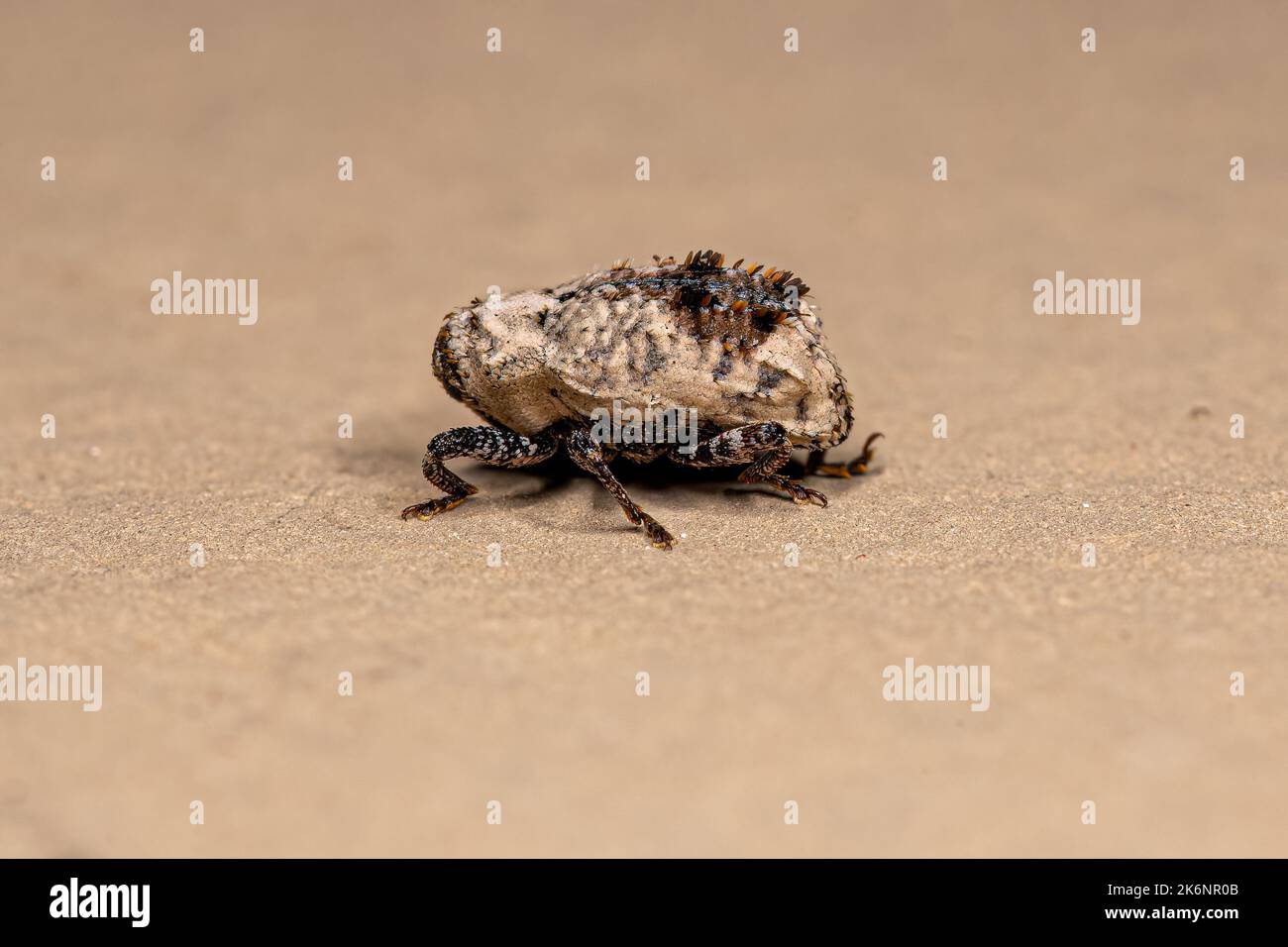 Adult True Weevil of the Family Curculionidae Stock Photo - Alamy
