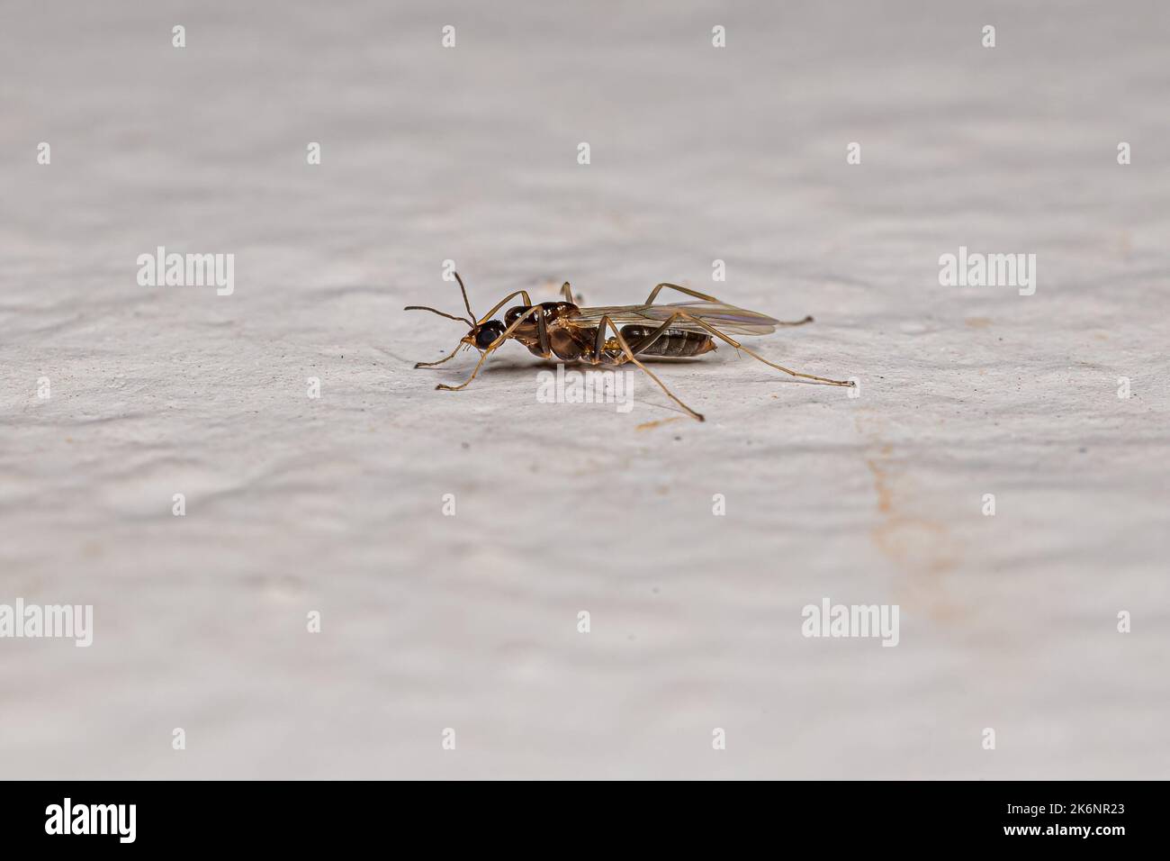 Ant tribe hi-res stock photography and images - Alamy