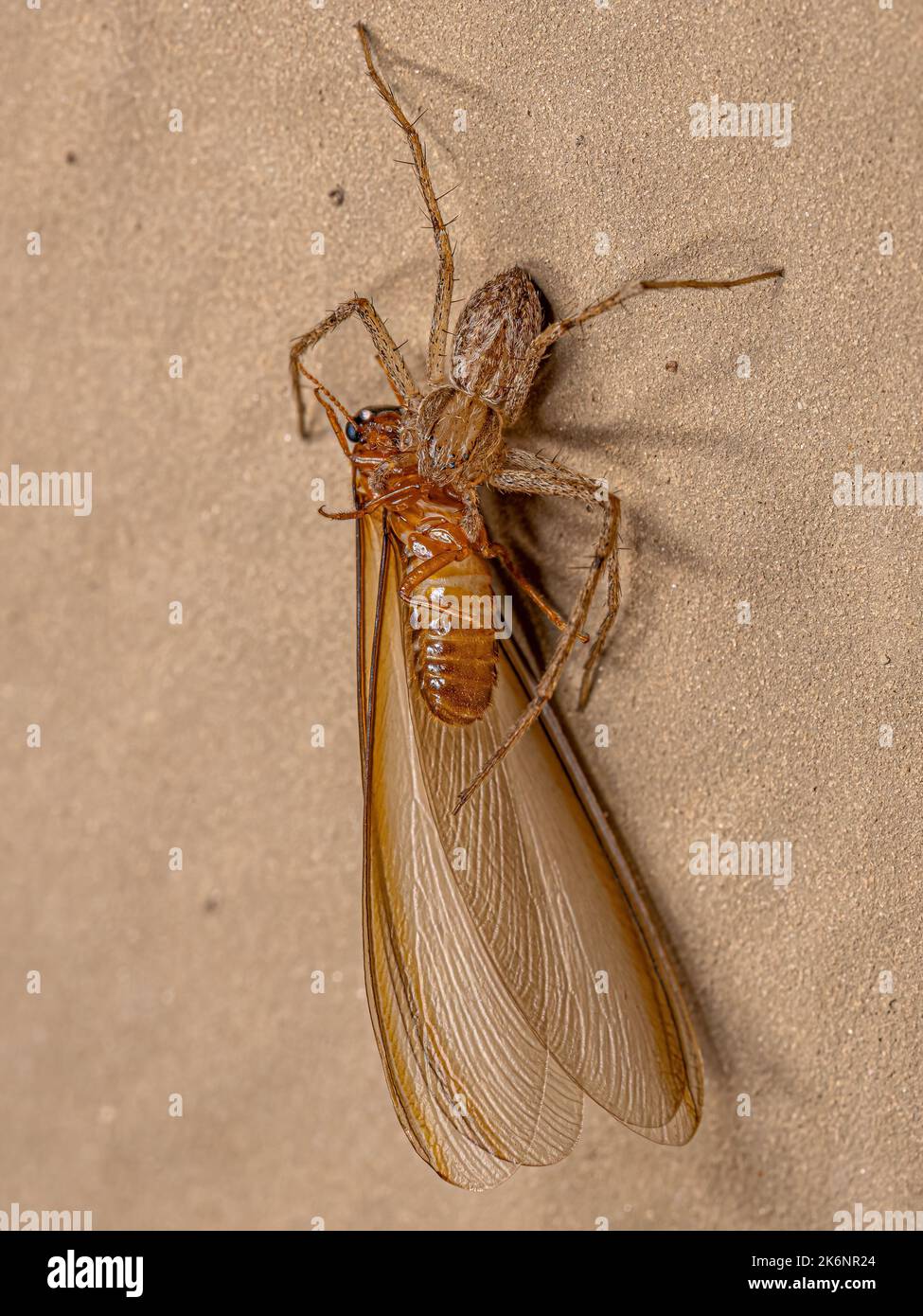 Adult Female Running Crab Spider of the Family Philodromidae preying on ...