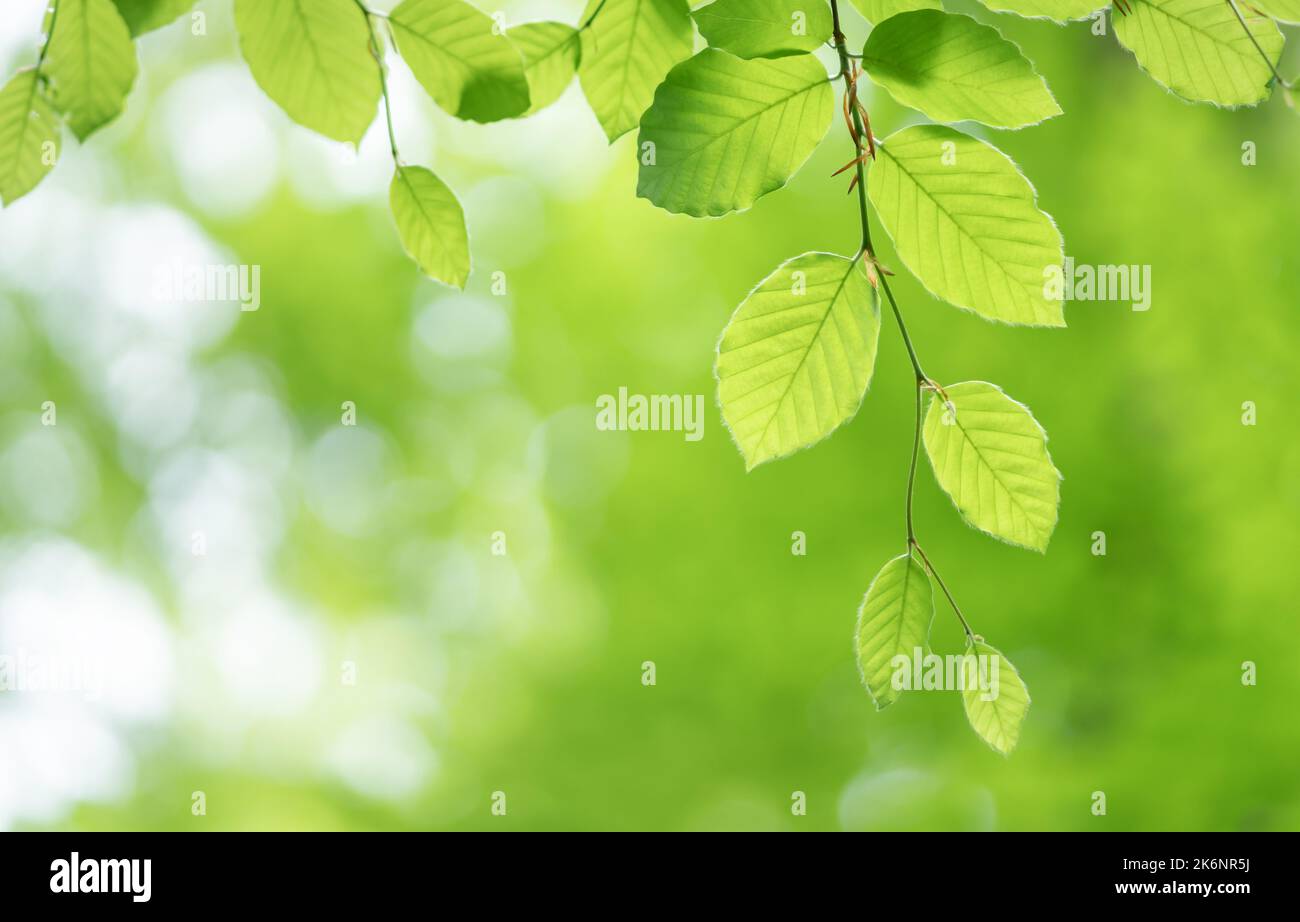 Spring leaf of beech tree and beautiful bokeh background. Nature scene ...