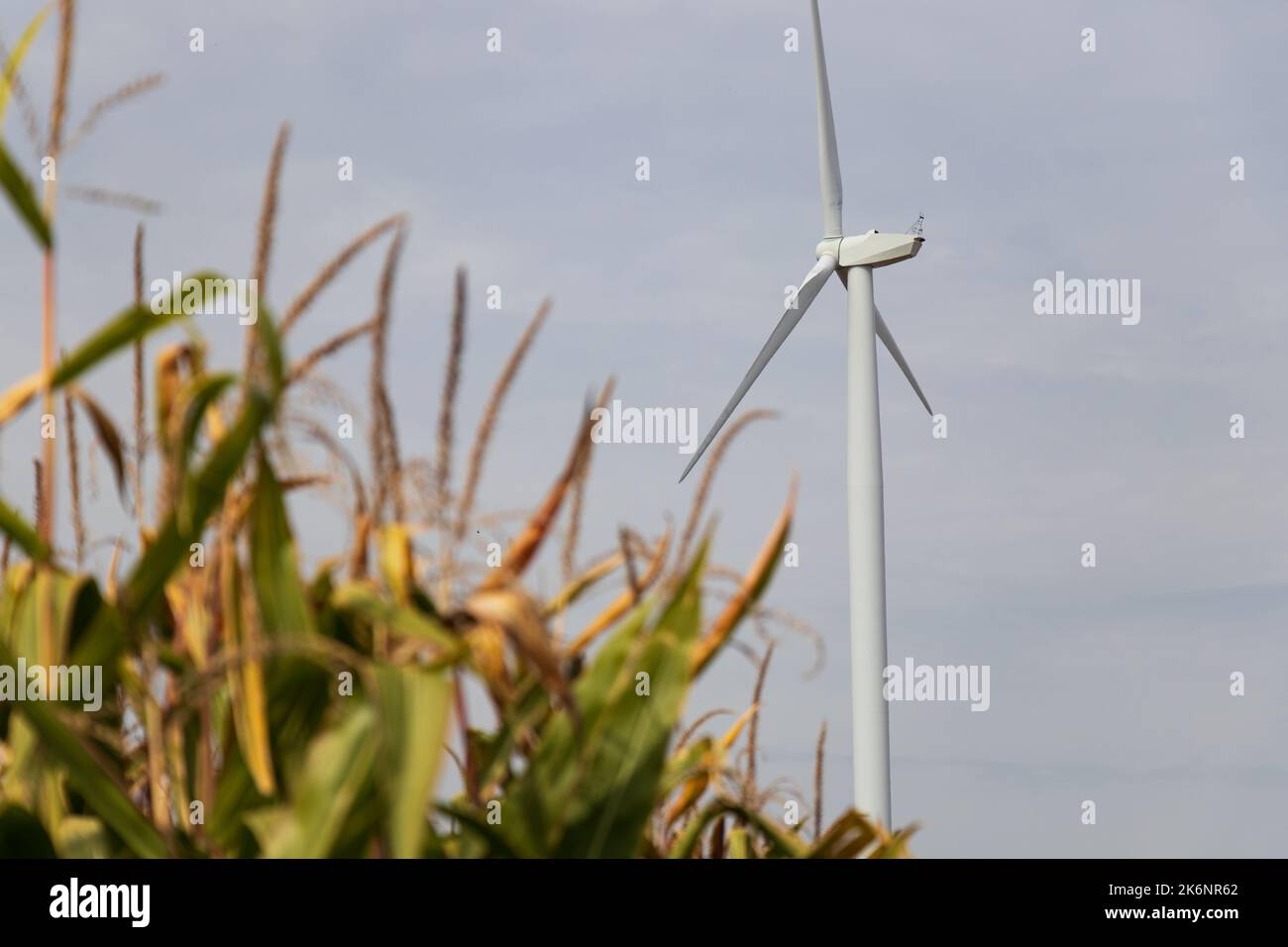 A wind turbine is seen in-focus behind a crop of corn in a rural area ...