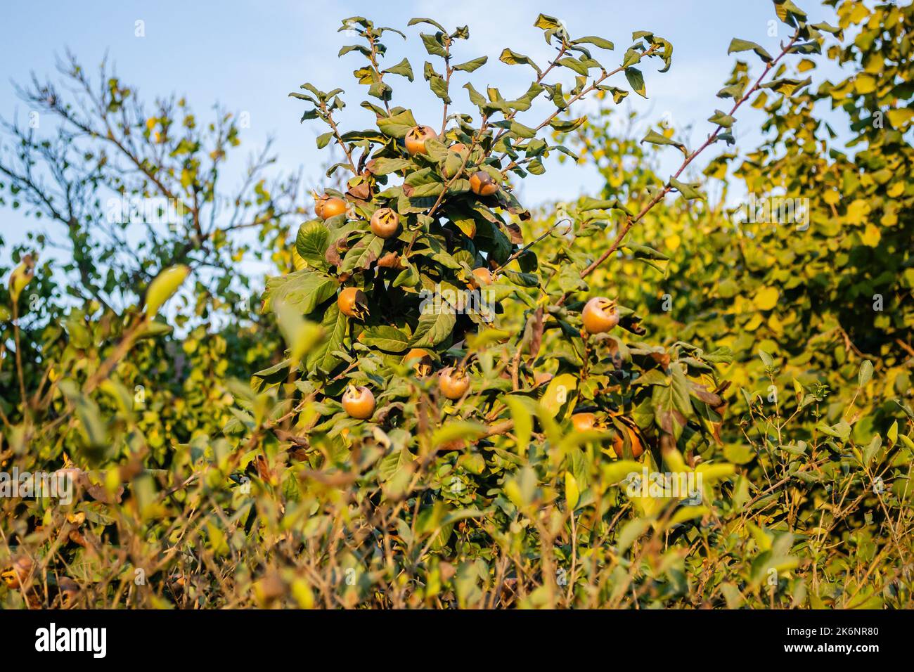 Medlar fruits on a branch. Ripe medlar fruits in the crown of the tree ...