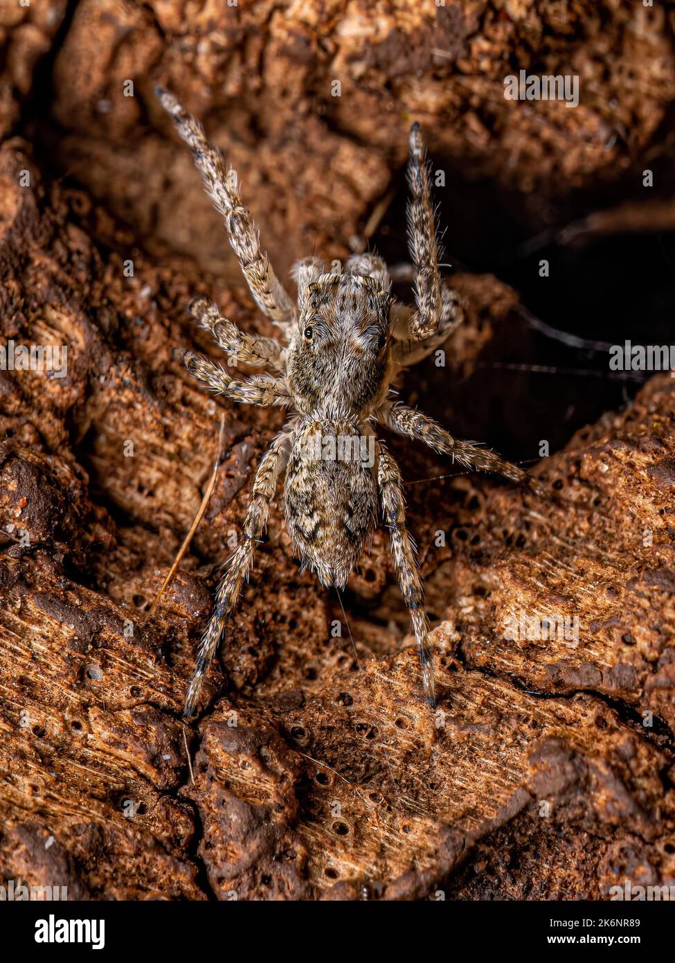 Small Male Jumping Spider of the genus Titanattus Stock Photo - Alamy