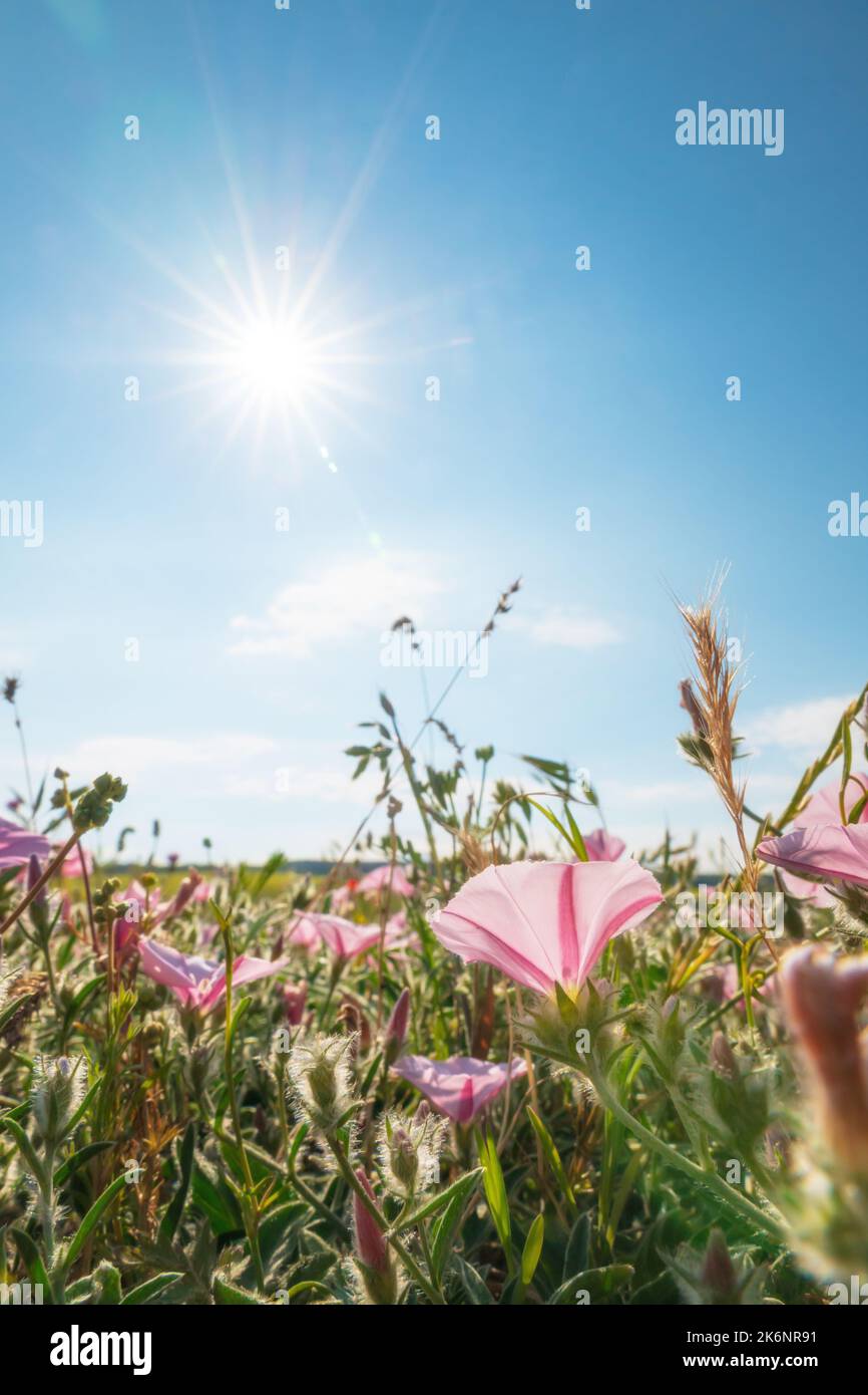 Spring morning glory flowers and sunshine at day. Nature composition ...